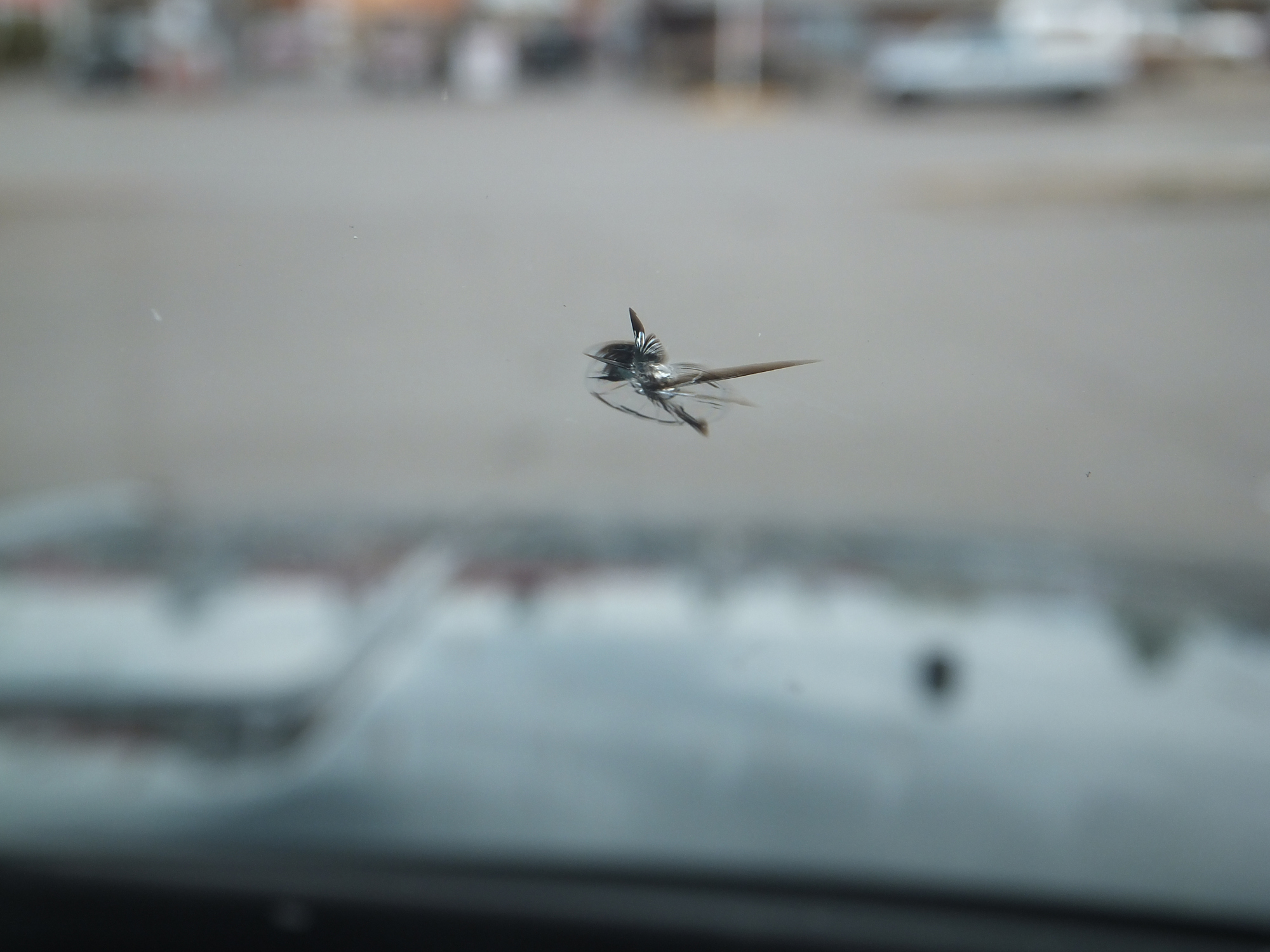 Steinschlag reparieren in Aargau AG ab CHF 150.-